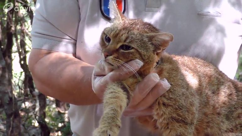Sur les traces du 'chat-renard', probable nouvelle espèce de félin ...