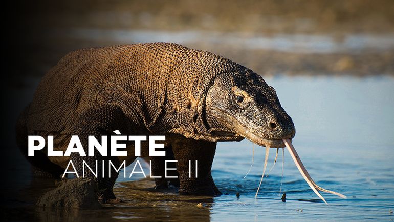 Planète animale II